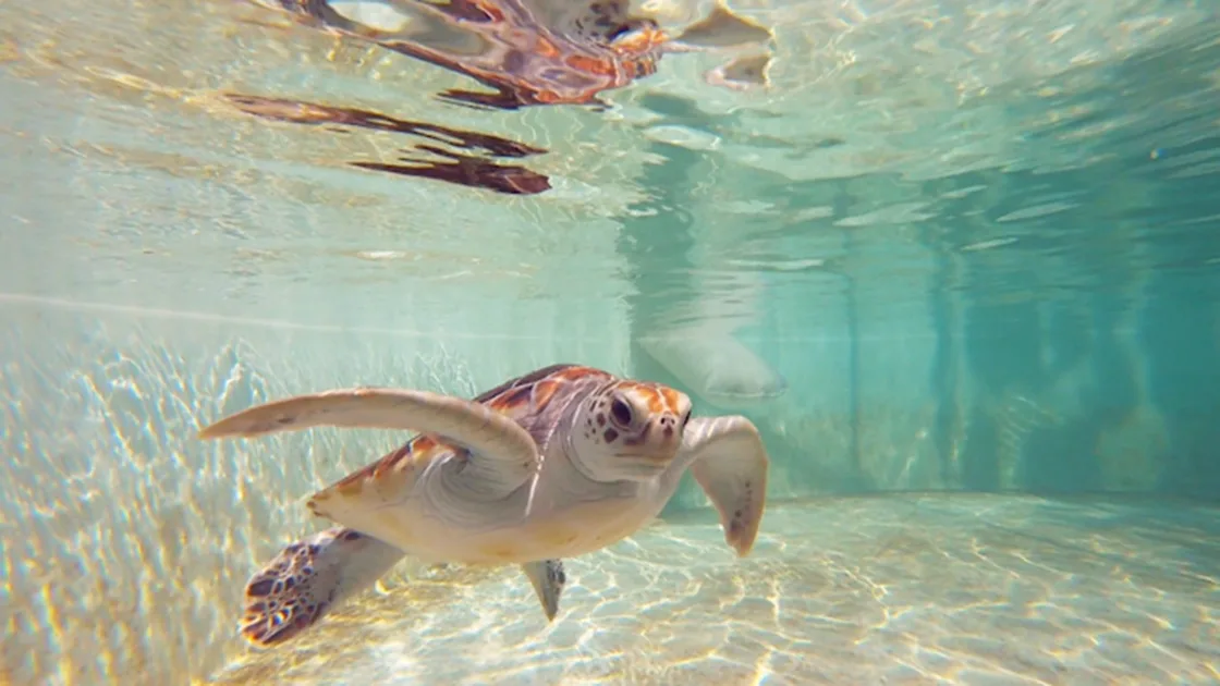 Cairns turtle rehab - Better Homes & Gardens Australia