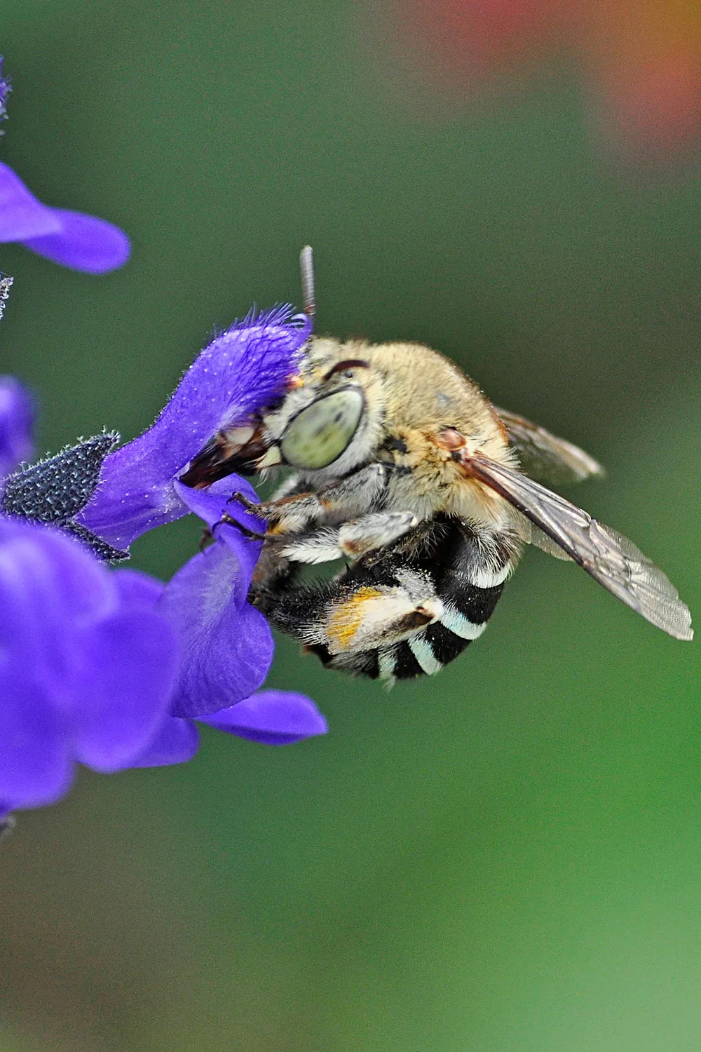 This is what will happen to your garden without bees