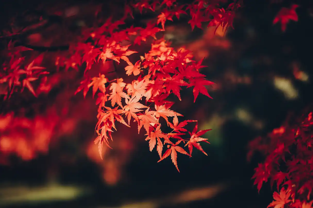 11 beautiful varieties of Japanese maple trees