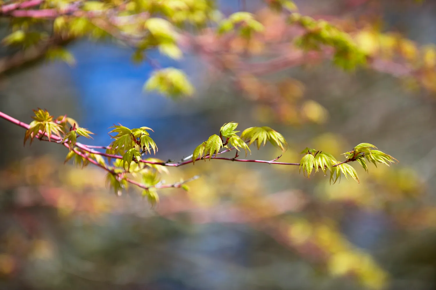 11 beautiful varieties of Japanese maple trees