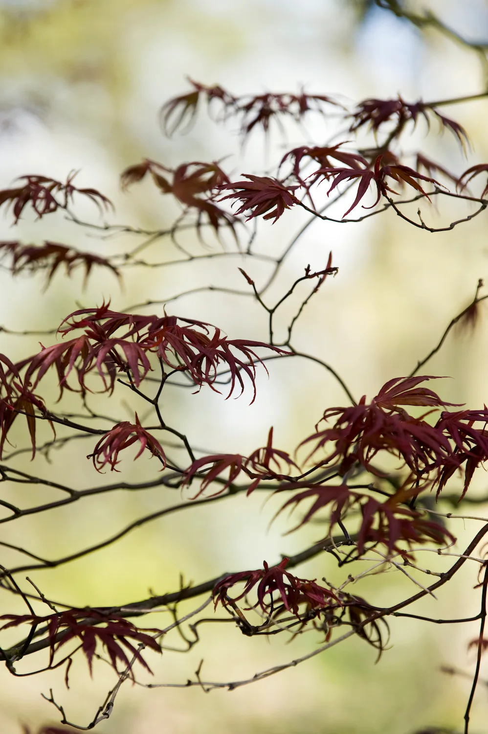 11 beautiful varieties of Japanese maple trees