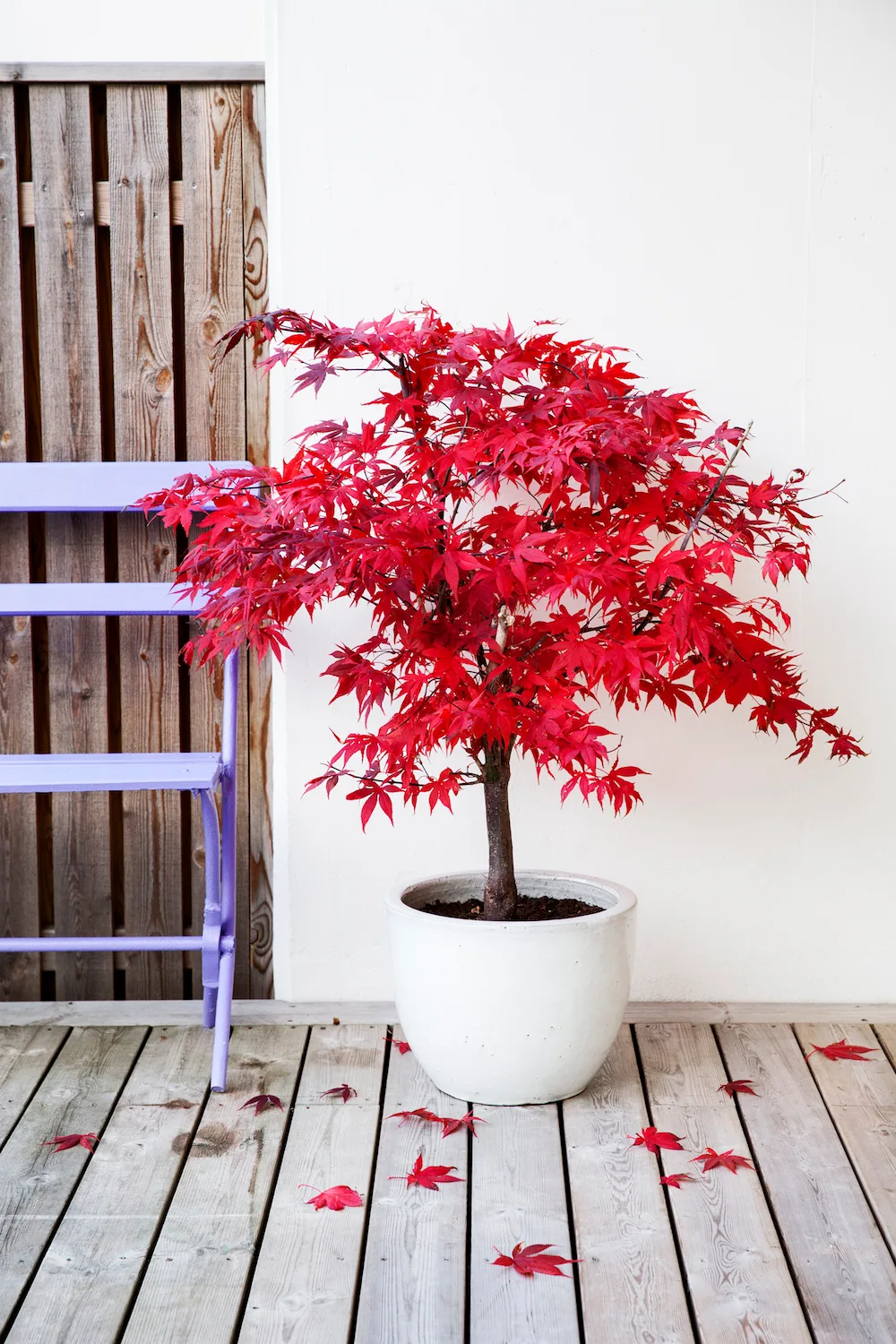 10 of the best autumn trees | Better Homes & Gardens Australia