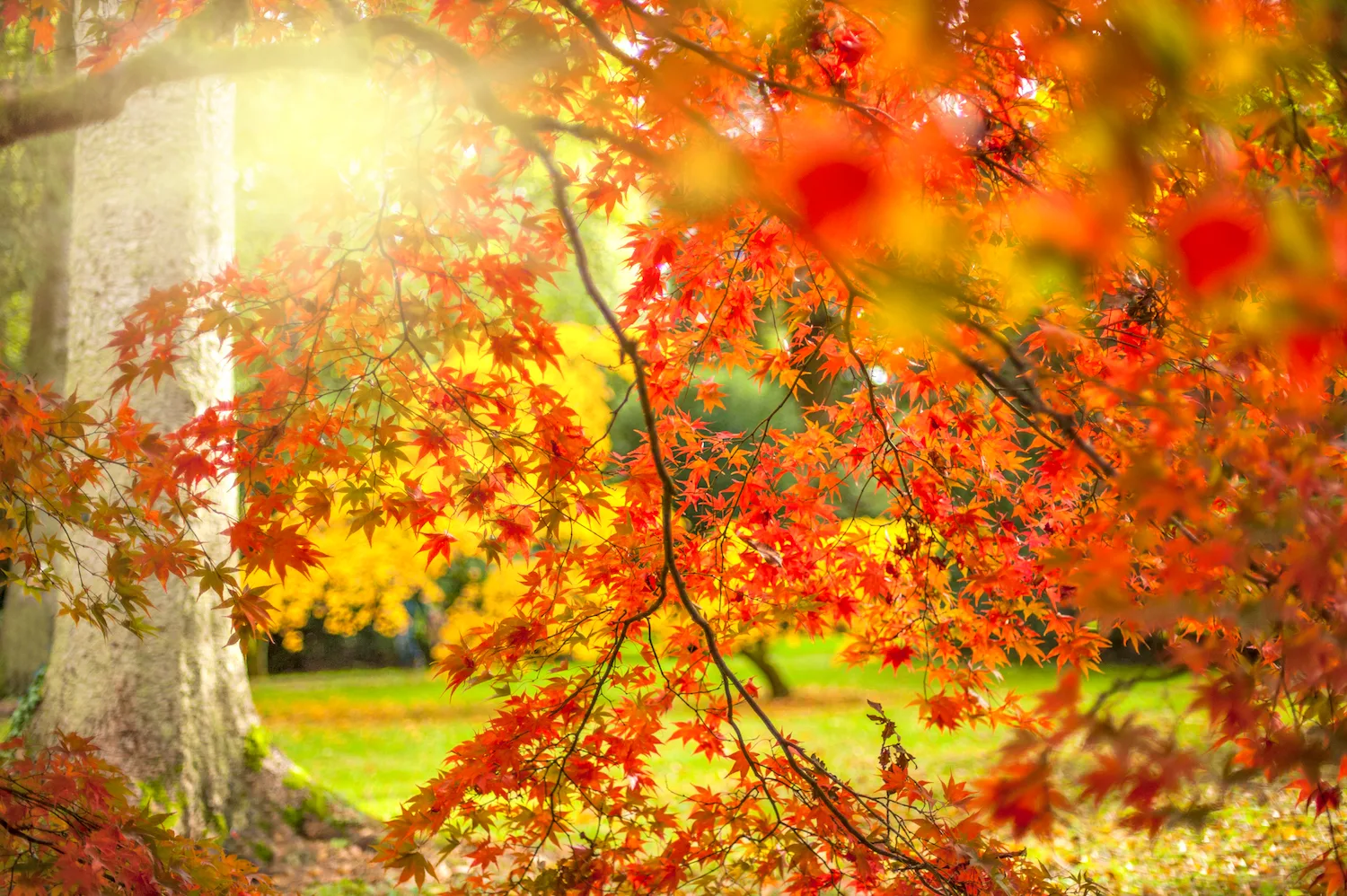 11 beautiful varieties of Japanese maple trees