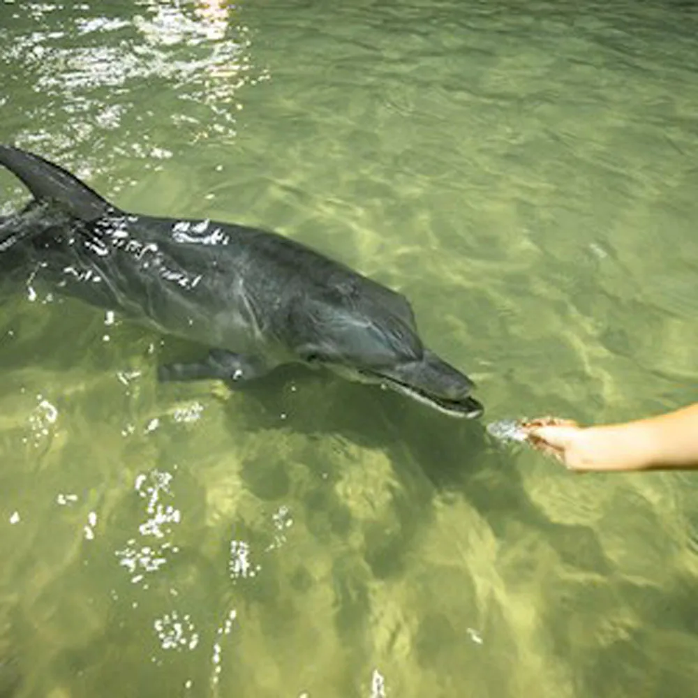 Australian Wild Dolphin Feeding Tangalooma why you have to try it ...