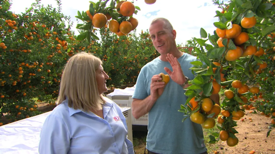 Emerald Mandarin Farm - Better Homes & Gardens Australia