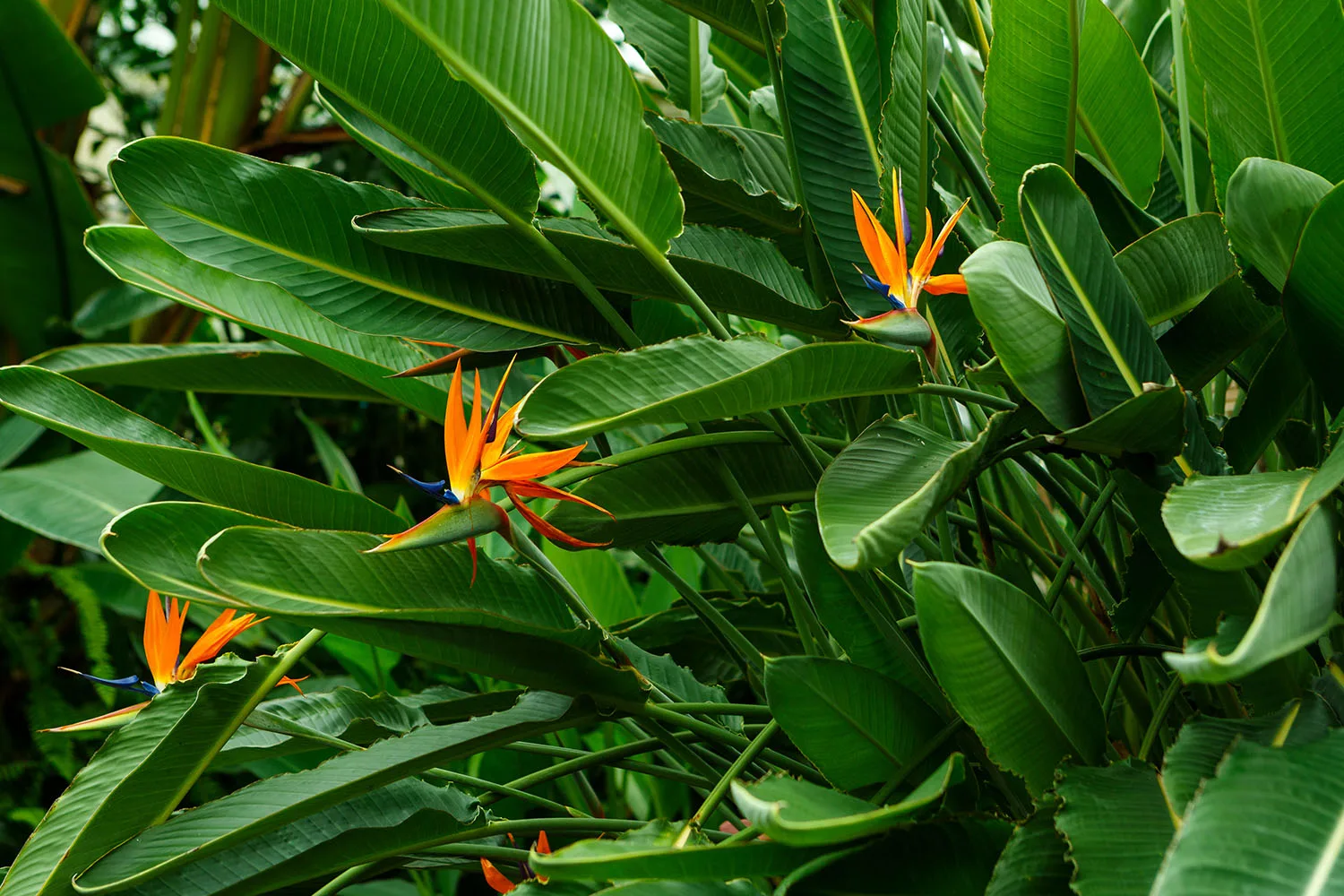 How to care for a Bird of Paradise Plant