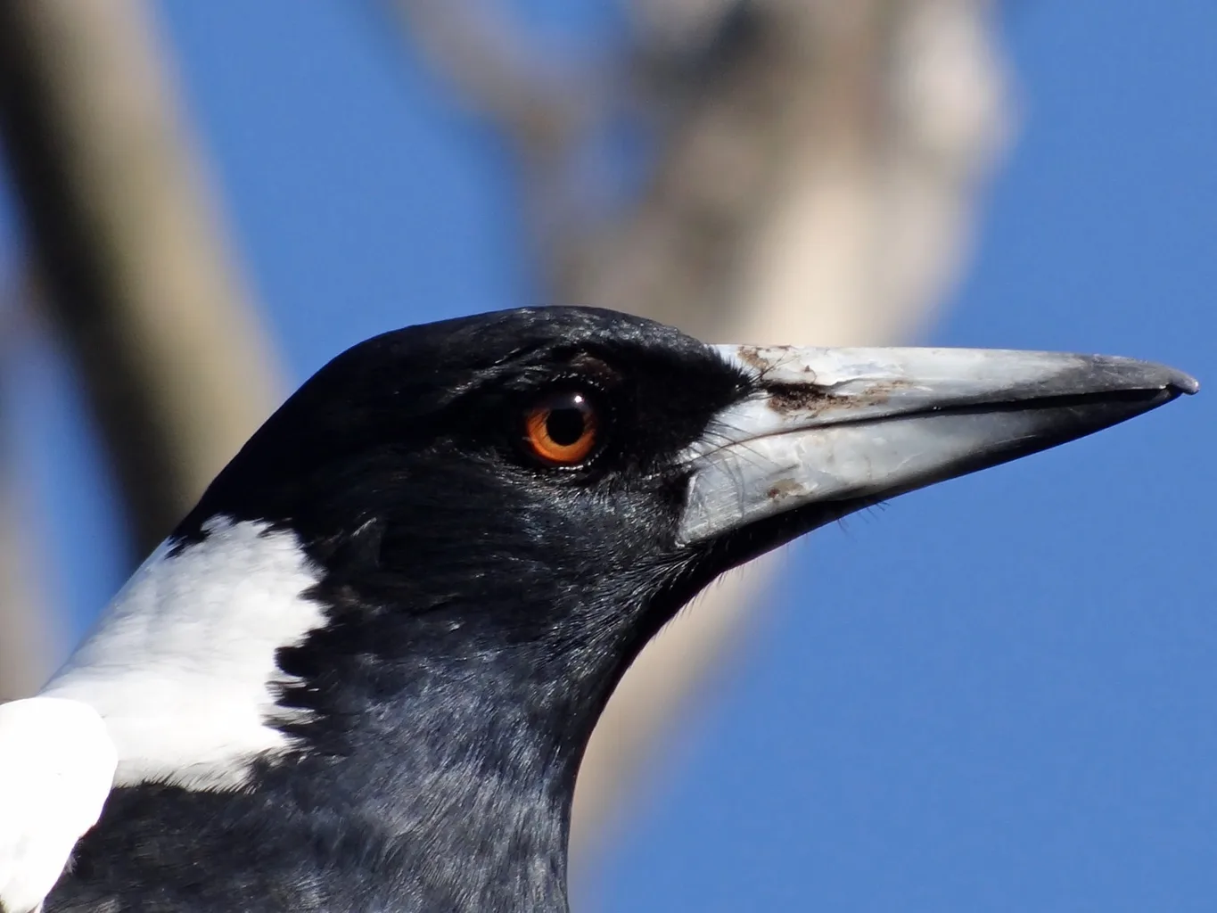 What do magpies eat? | Better Homes & Gardens Australia