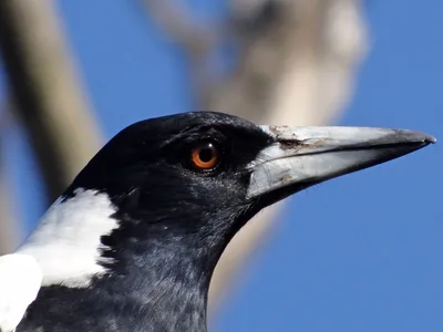 What do magpies eat? | Better Homes & Gardens Australia
