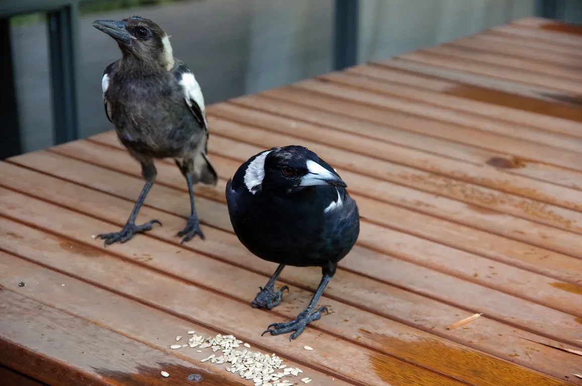 What do magpies eat? | Better Homes & Gardens Australia
