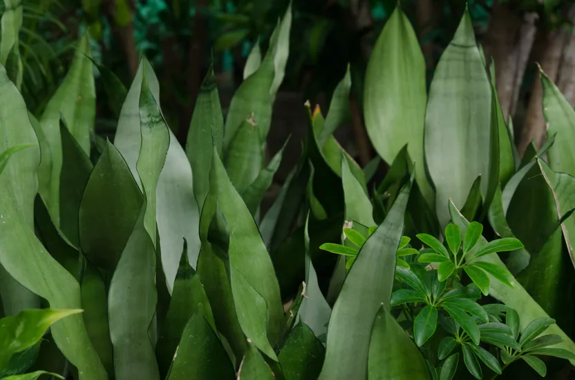 Snake plant: How to care for mother-in-law's tongue