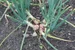 Shallots vs spring onion: What's the difference?