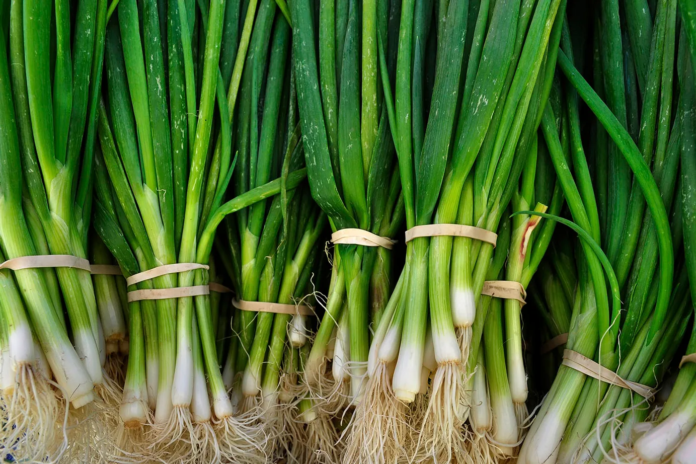 Shallots vs spring onion: What's the difference?