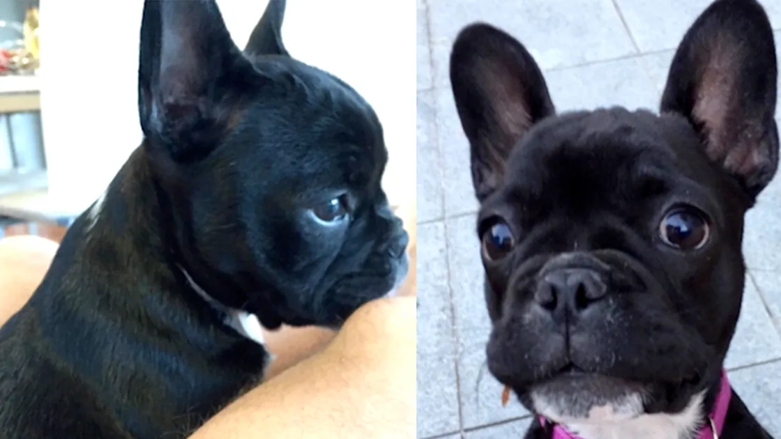 SHADOW CHASING FRENCHIE | Better Homes & Gardens Australia