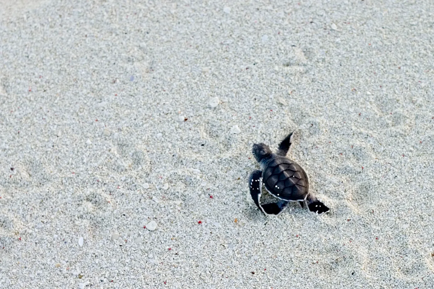Best places to see turtles nesting and hatching this year | Better ...