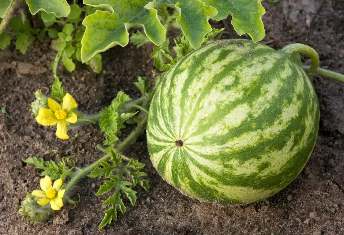 How to grow watermelon with tips on planting and harvesting