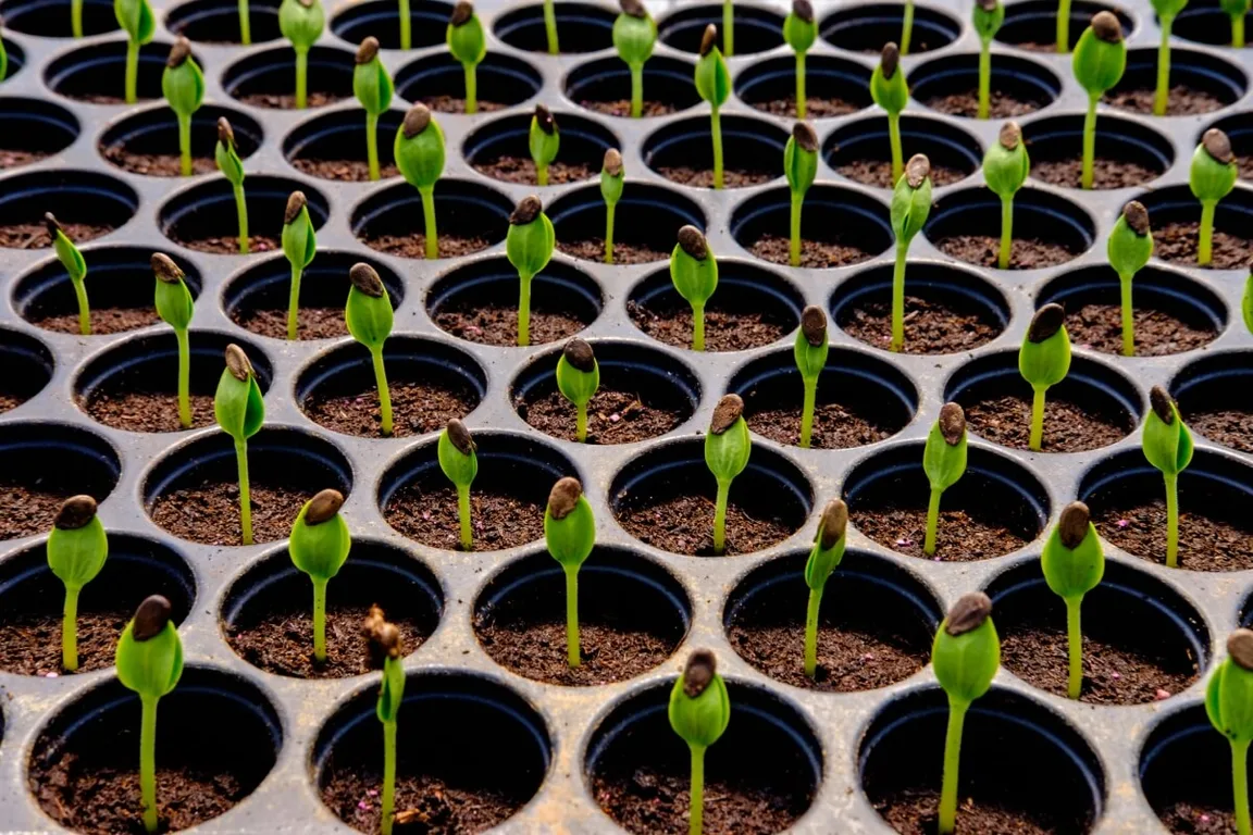 How to grow watermelon with tips on planting and harvesting
