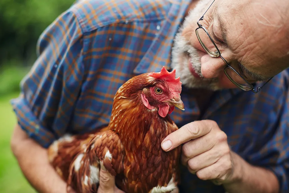 Research finds chickens prefer ‘pretty’ humans