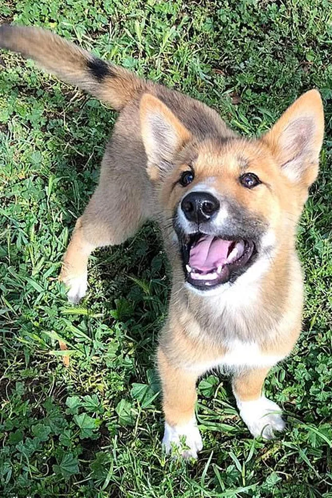 Family puppy found to be endangered dingo species | Better Homes ...