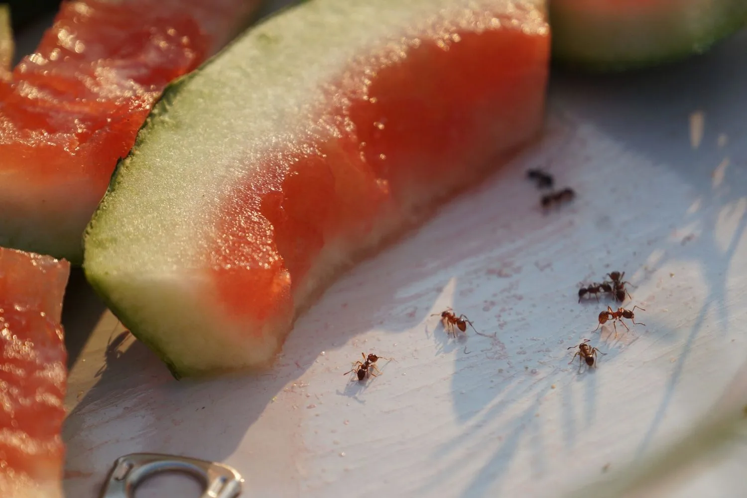 How to get rid of ants inside and around your home