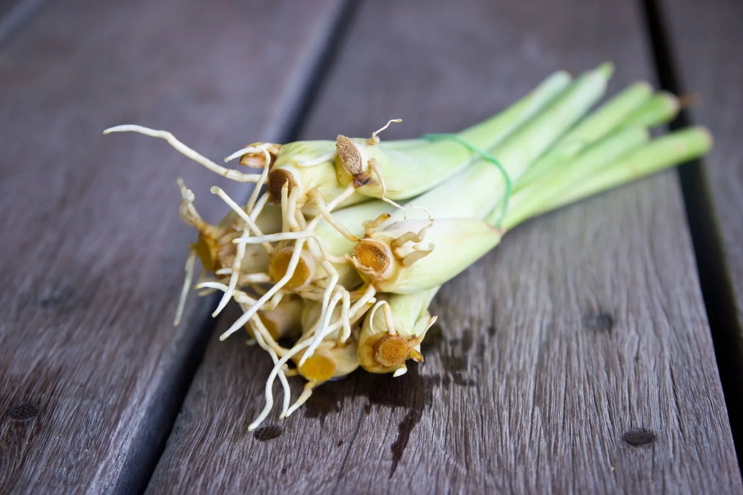 How to Grow Lemongrass: When To Plant, Grow and Harvest