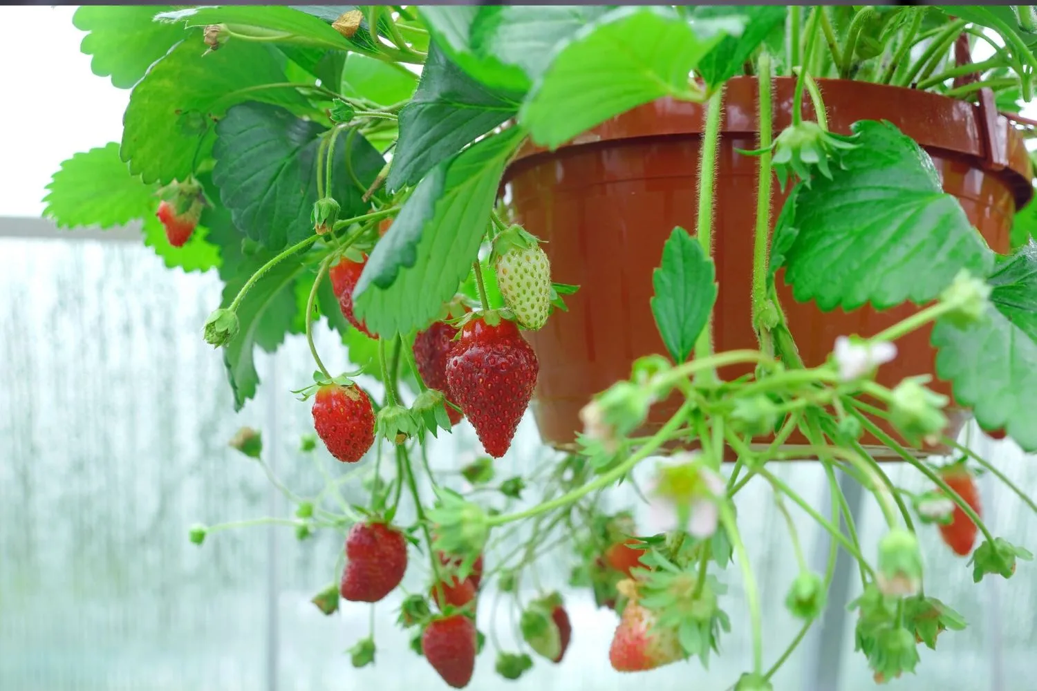 How to grow and care for strawberries for the tastiest fruit