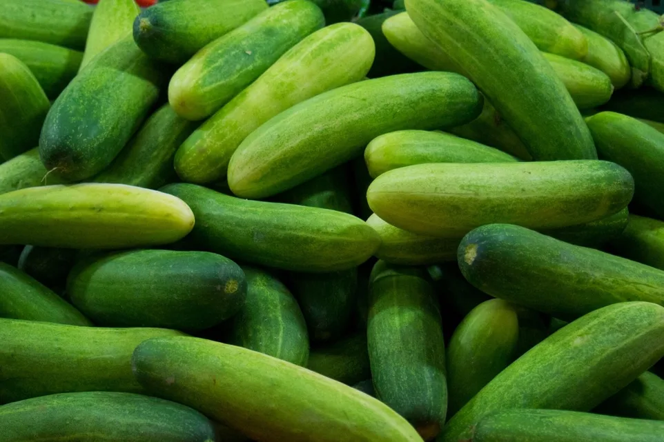 How to plant, harvest and grow cucumbers