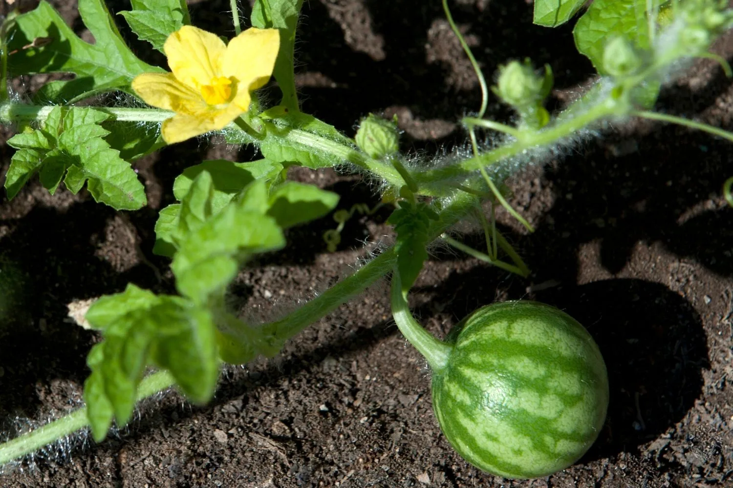 How to Grow Watermelon: Best Tips for Planting & Harvesting | Better ...