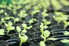 How to grow watercress with tips for sowing and harvesting