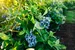 How to grow and care for blueberries at home
