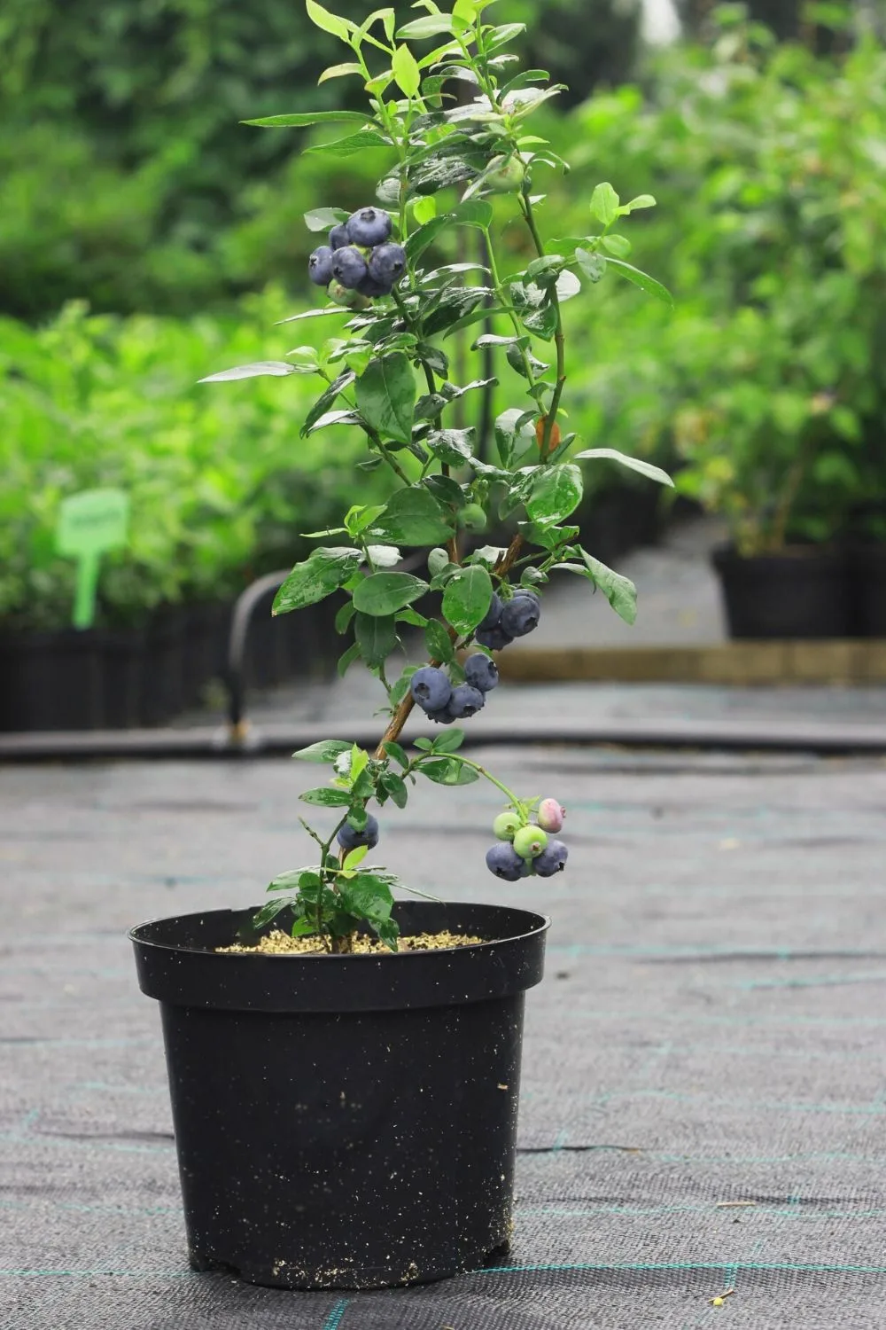 How to grow and care for blueberries at home