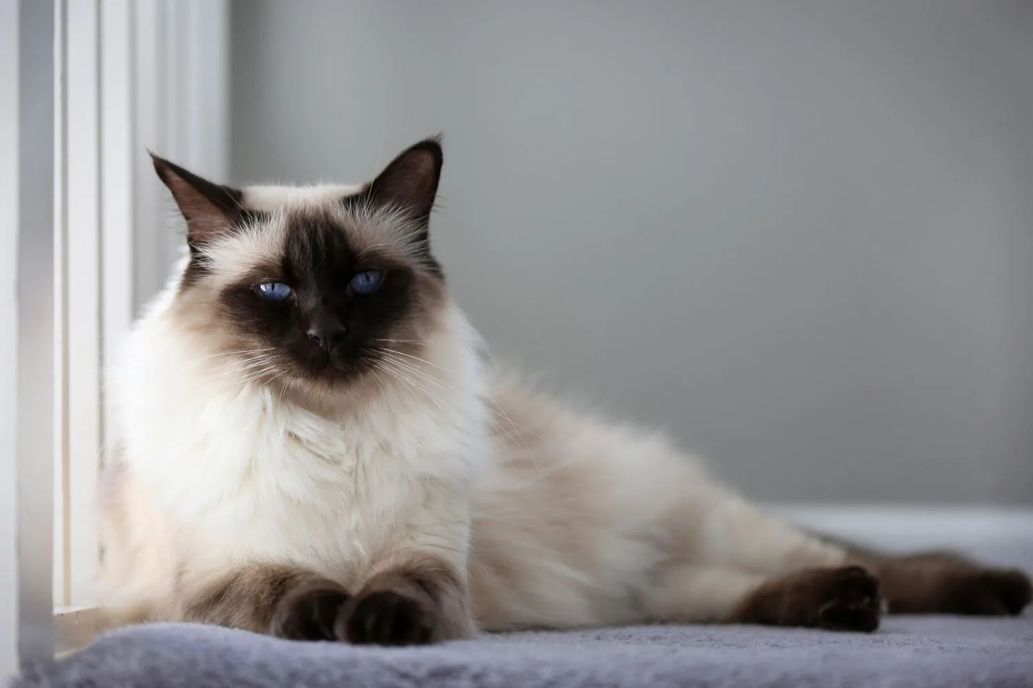 10 of the best hypoallergenic cats for allergy sufferers