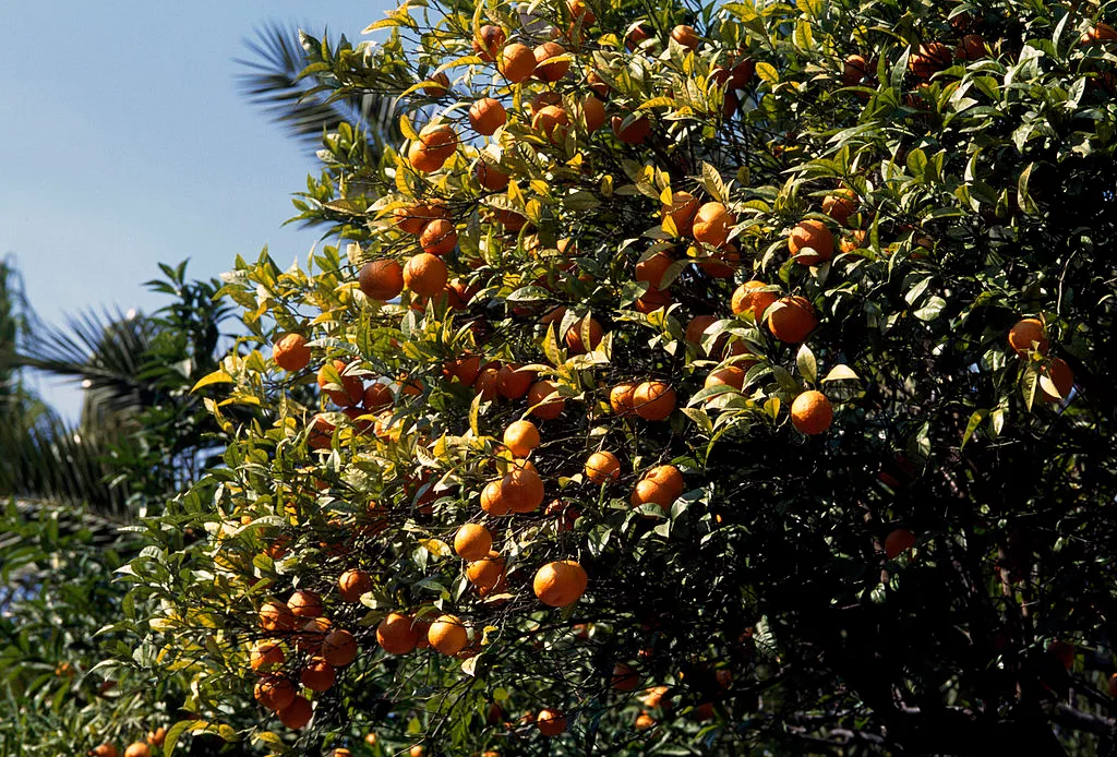 Citrus leaf curl: How to fix curling leaves