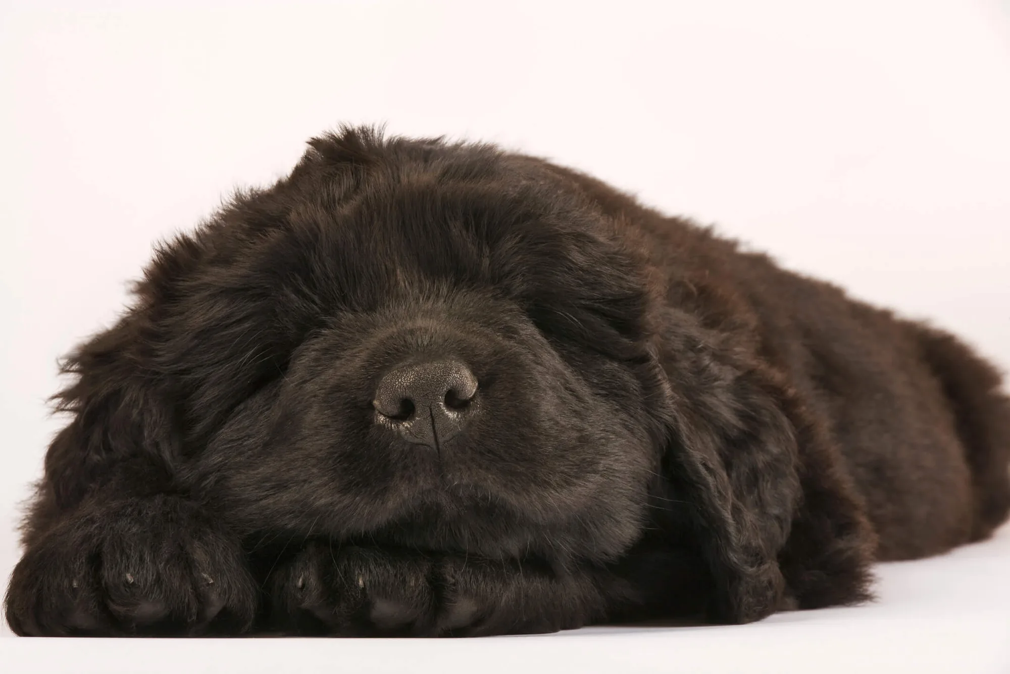 Newfoundland Dog Breed: Is It Right for You?