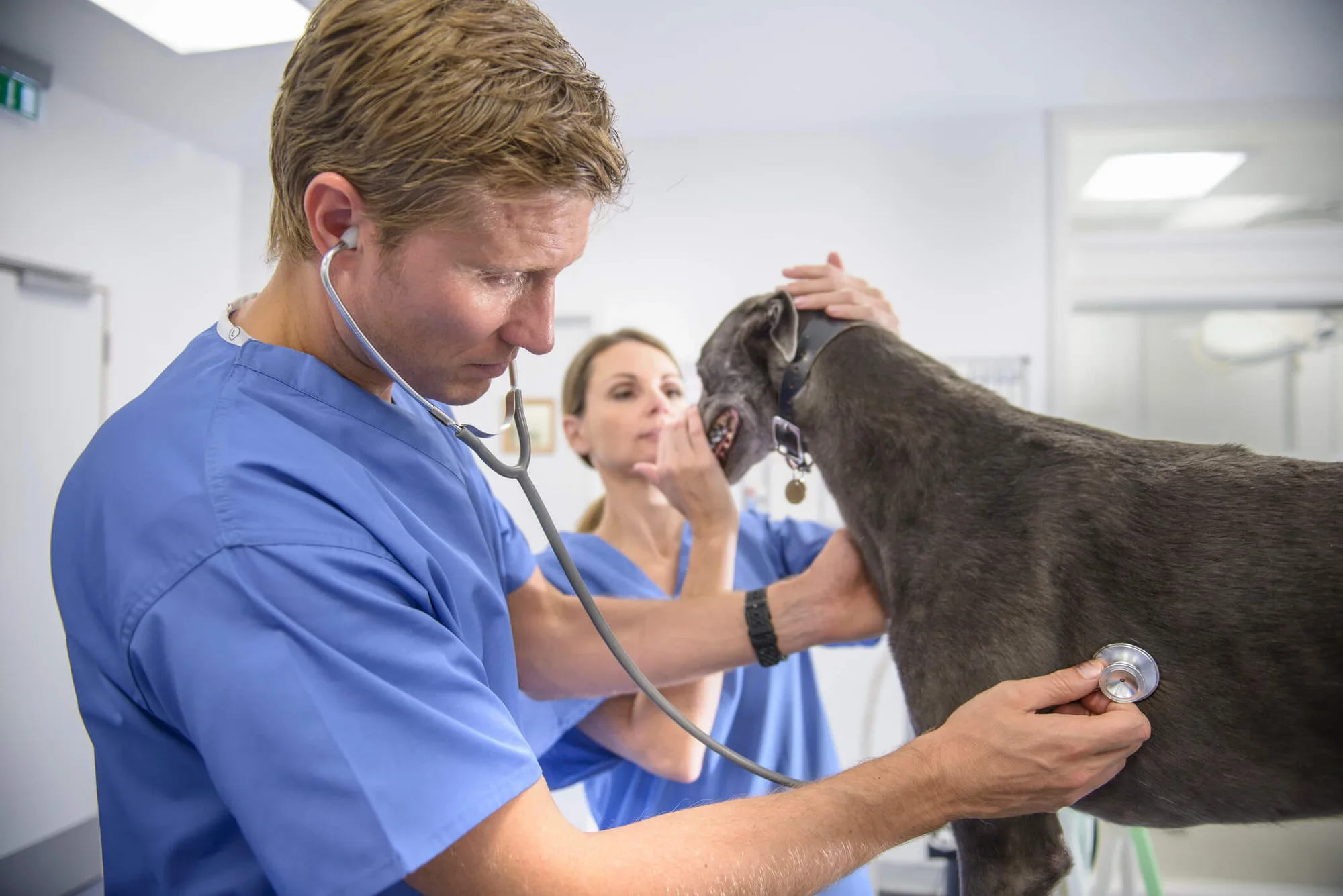 How to Become a Veterinarian: Step-by-Step Guide