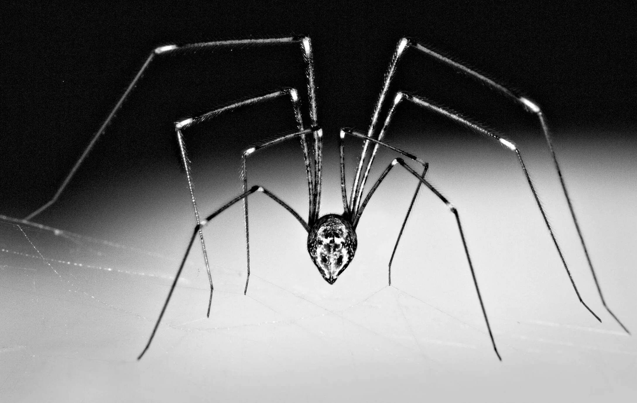 Venom Truth: Are Daddy Long Legs Poisonous?