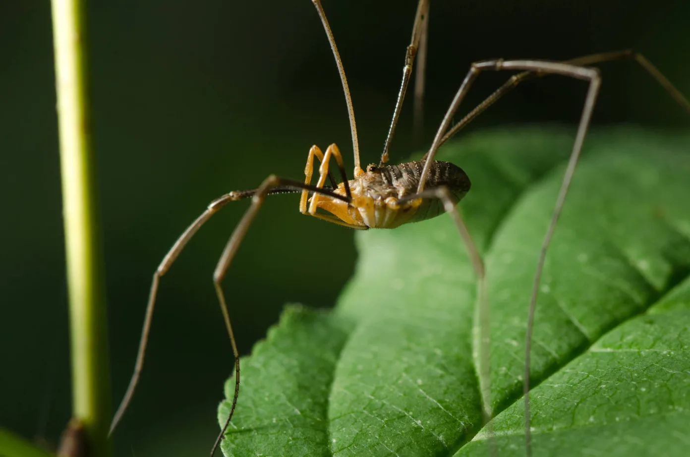 Venom Truth: Are Daddy Long Legs Poisonous?