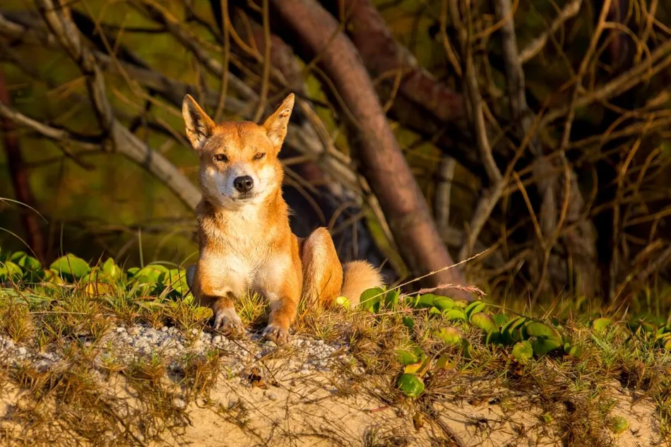 Introduced Species in Australia: Our 9 Most Invasive Species | Better ...