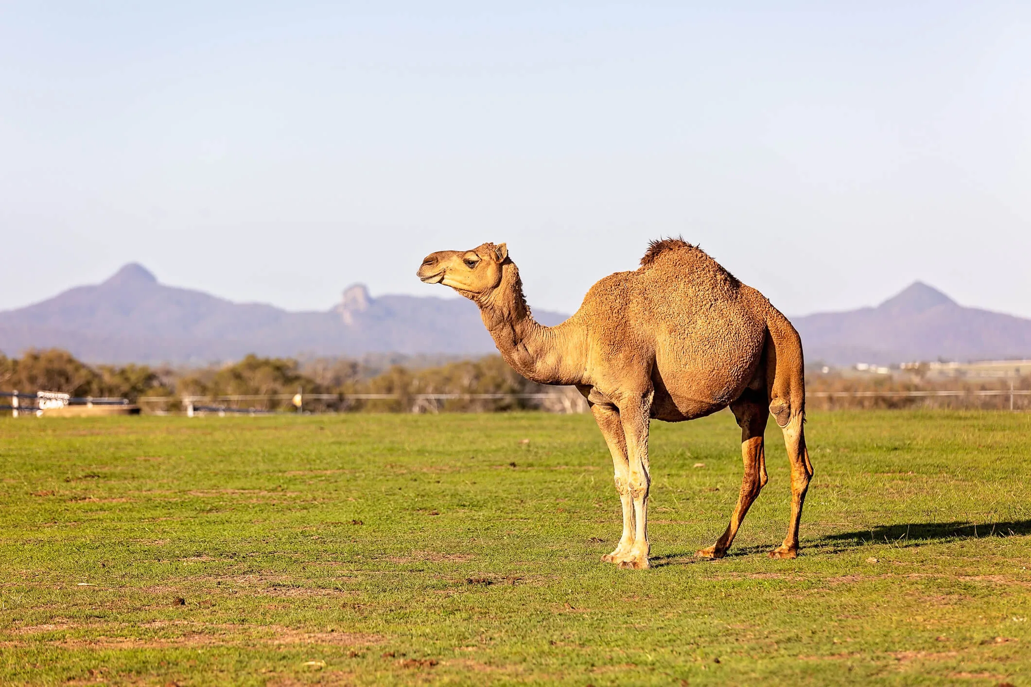 Introduced Species in Australia: Our 9 Most Invasive Species | Better ...