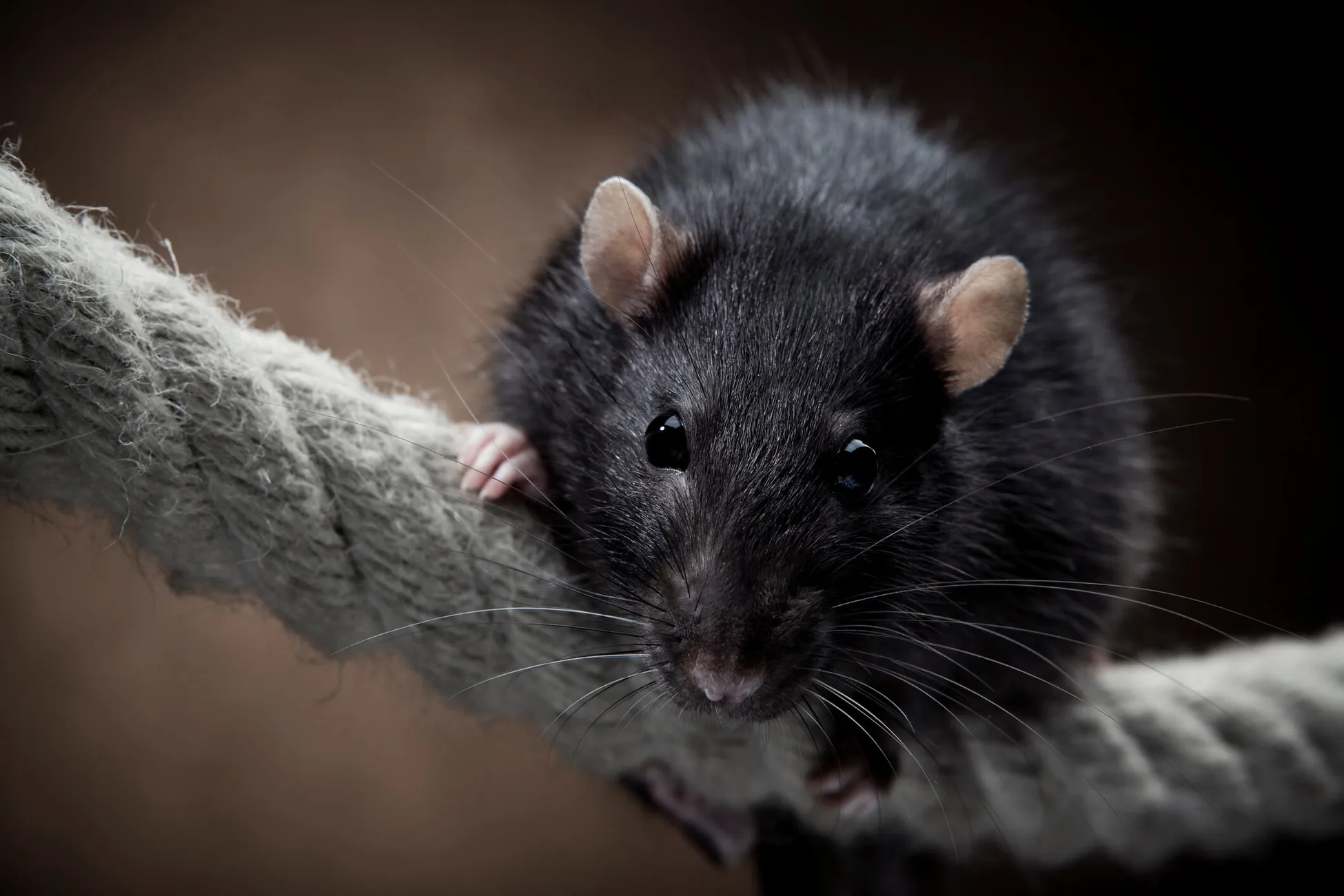 Introduced Species in Australia: Our 9 Most Invasive Species | Better ...