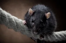 Introduced Species in Australia: Our 9 Most Invasive Species | Better ...