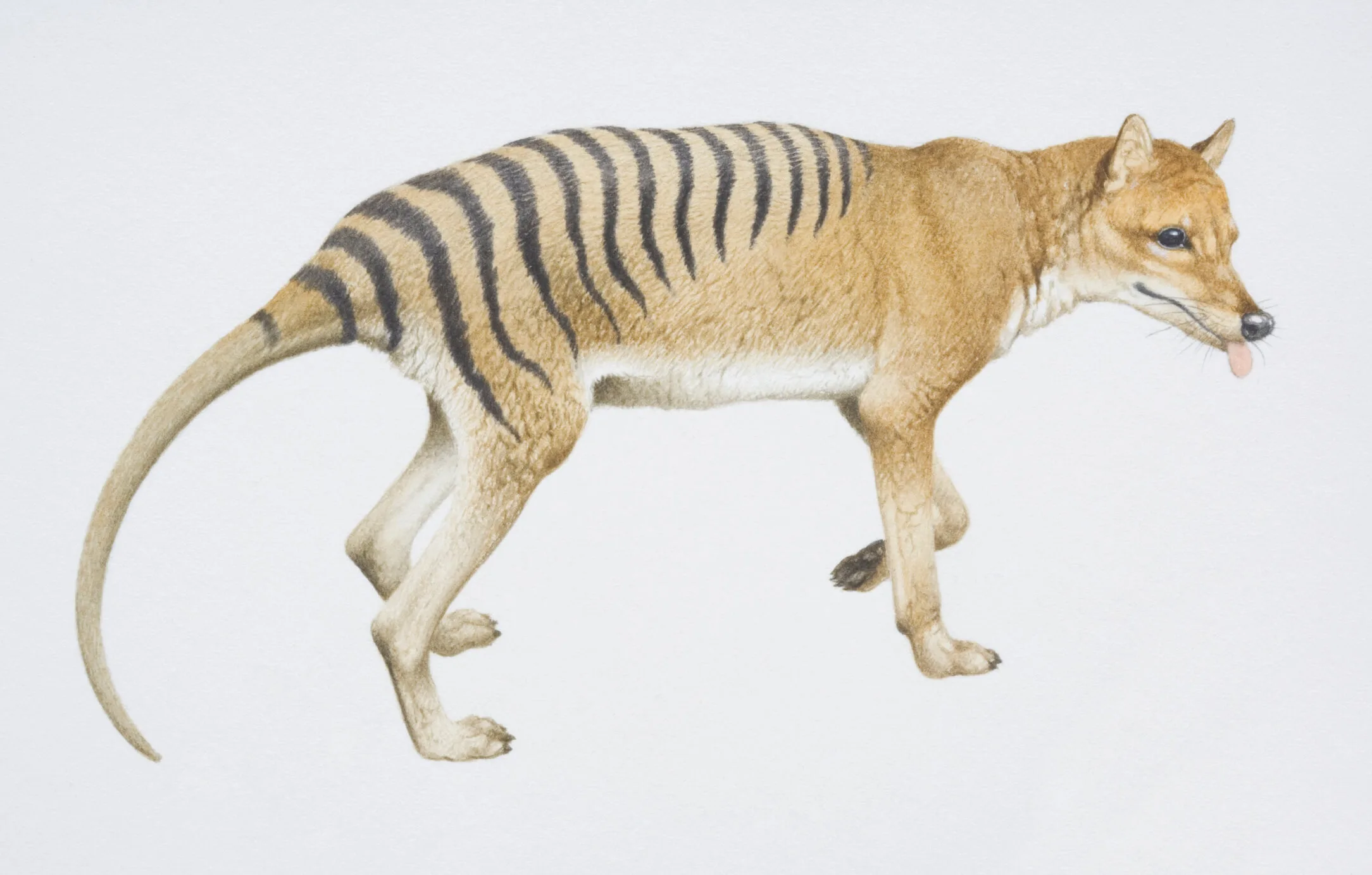 Tasmanian Tiger Sightings: Most Recent Thylacine Sightings | Better ...