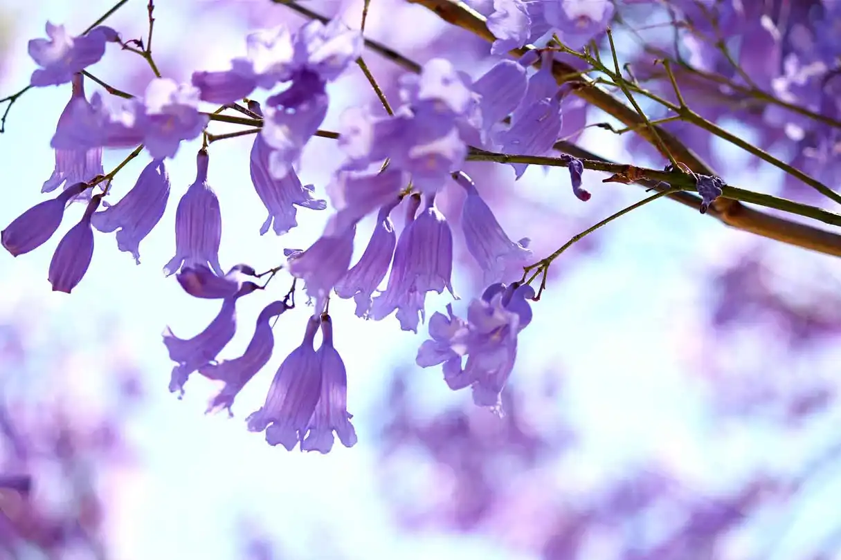 How to grow jacaranda trees | Better Homes & Gardens Australia