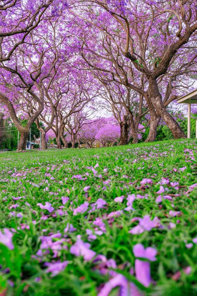 How to grow jacaranda trees | Better Homes & Gardens Australia