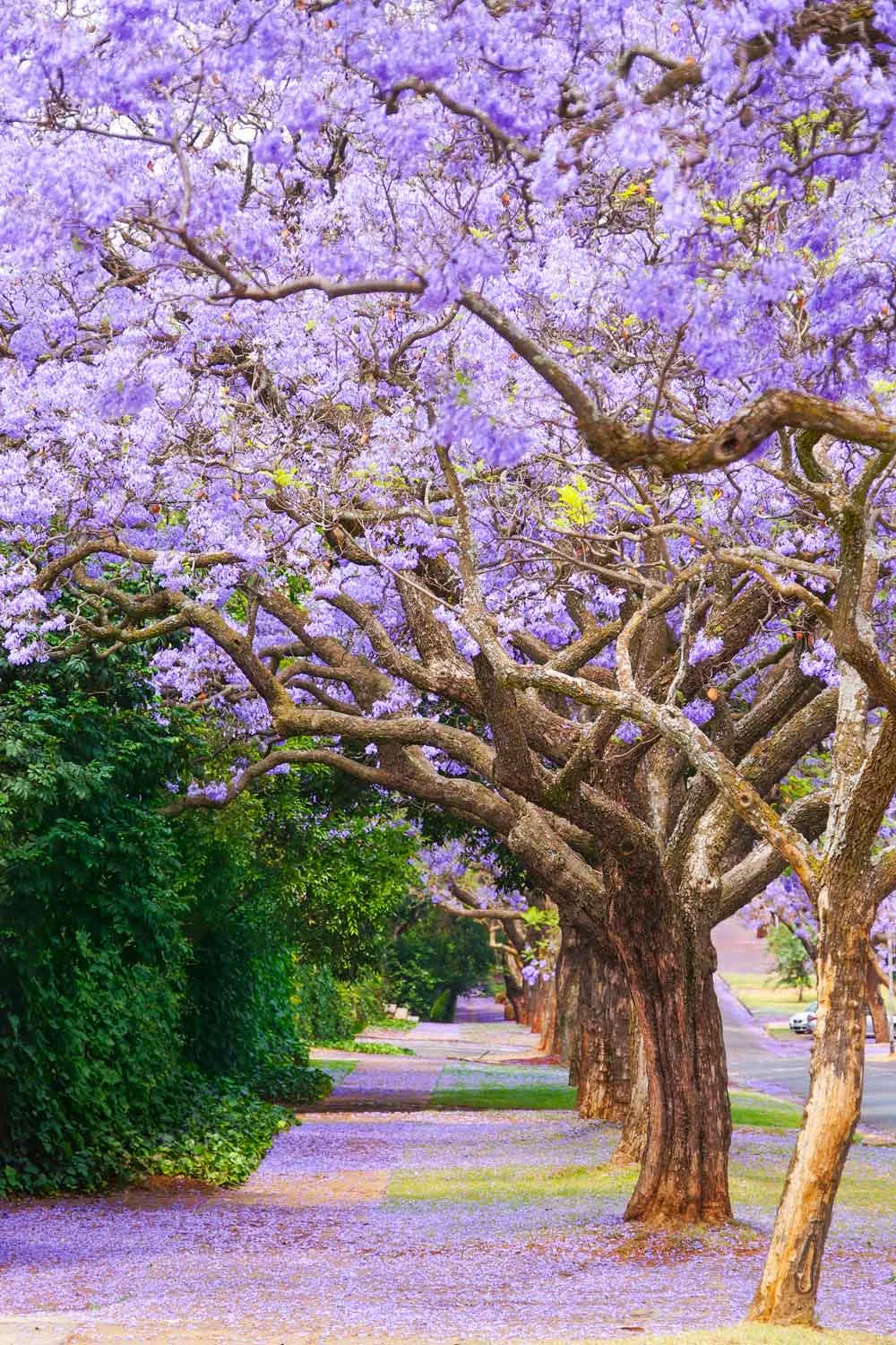 How to grow jacaranda trees | Better Homes & Gardens Australia