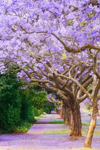 How to grow jacaranda trees | Better Homes & Gardens Australia