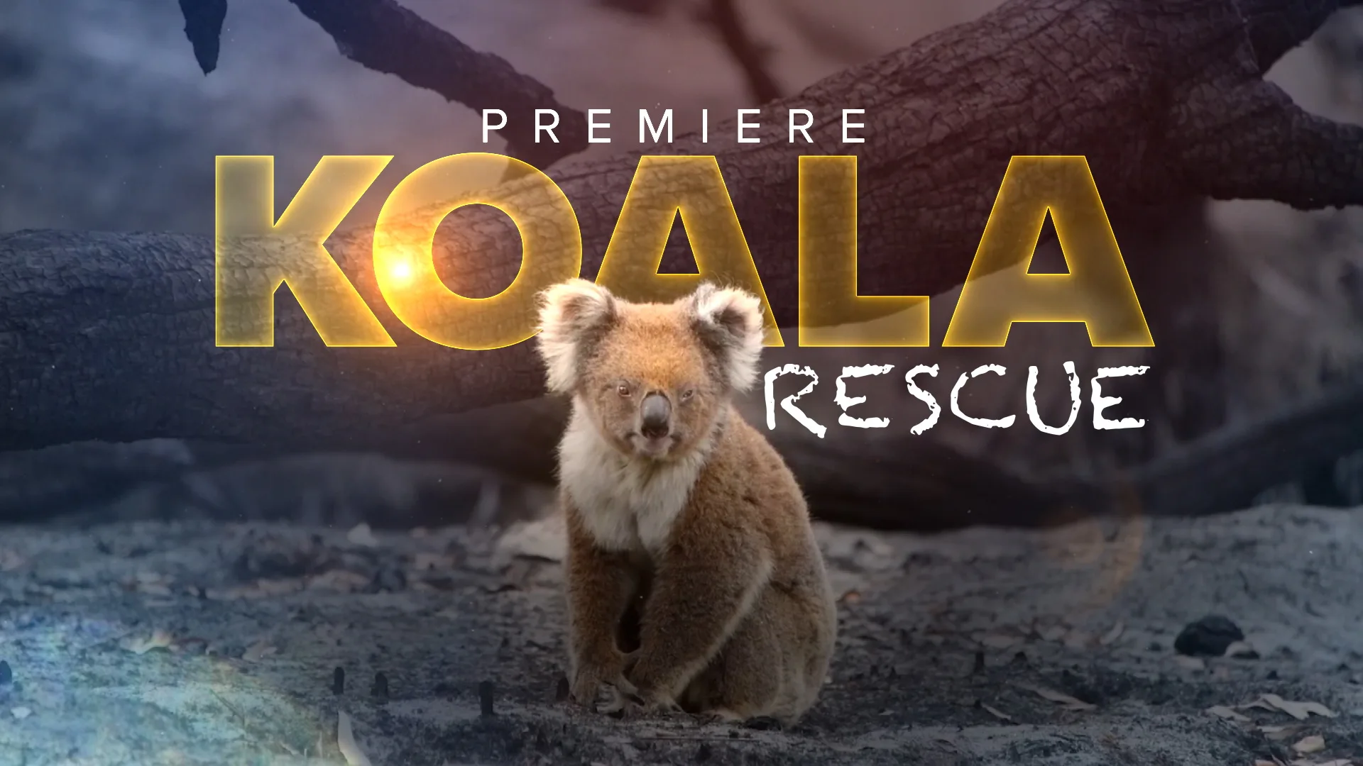 Meet the Heroes Who Saved Koalas in Bushfires