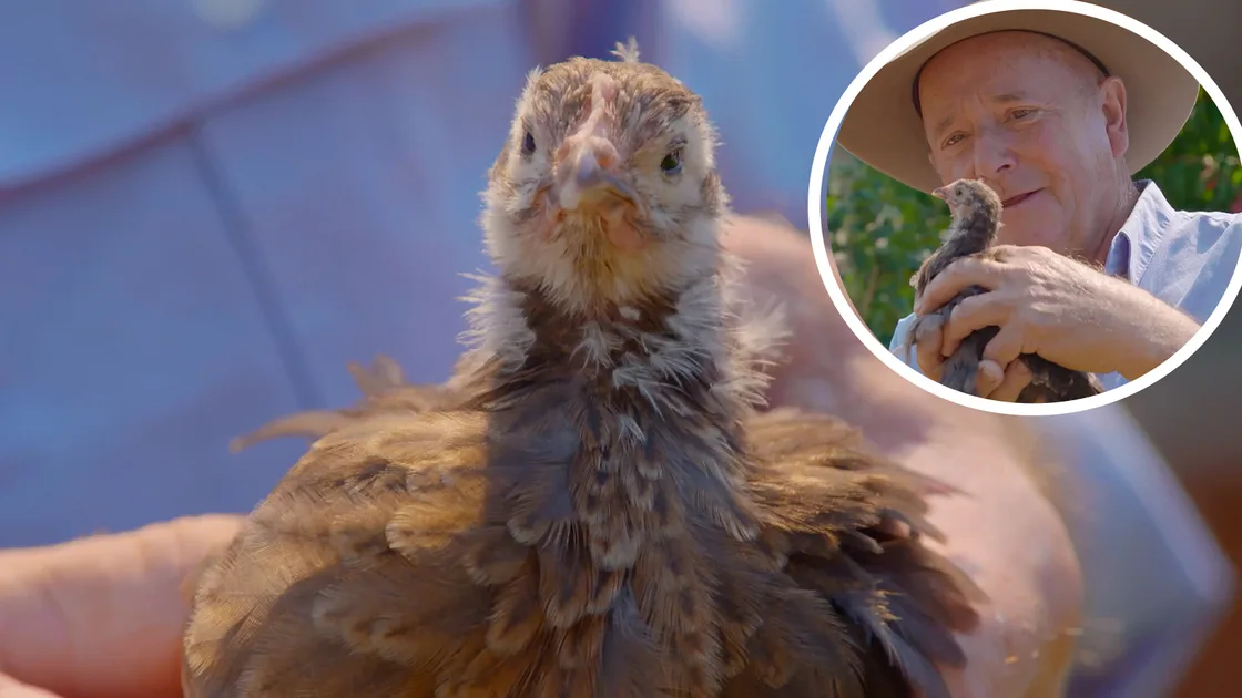 How to keep pet chickens healthy and happy with Dr Harry