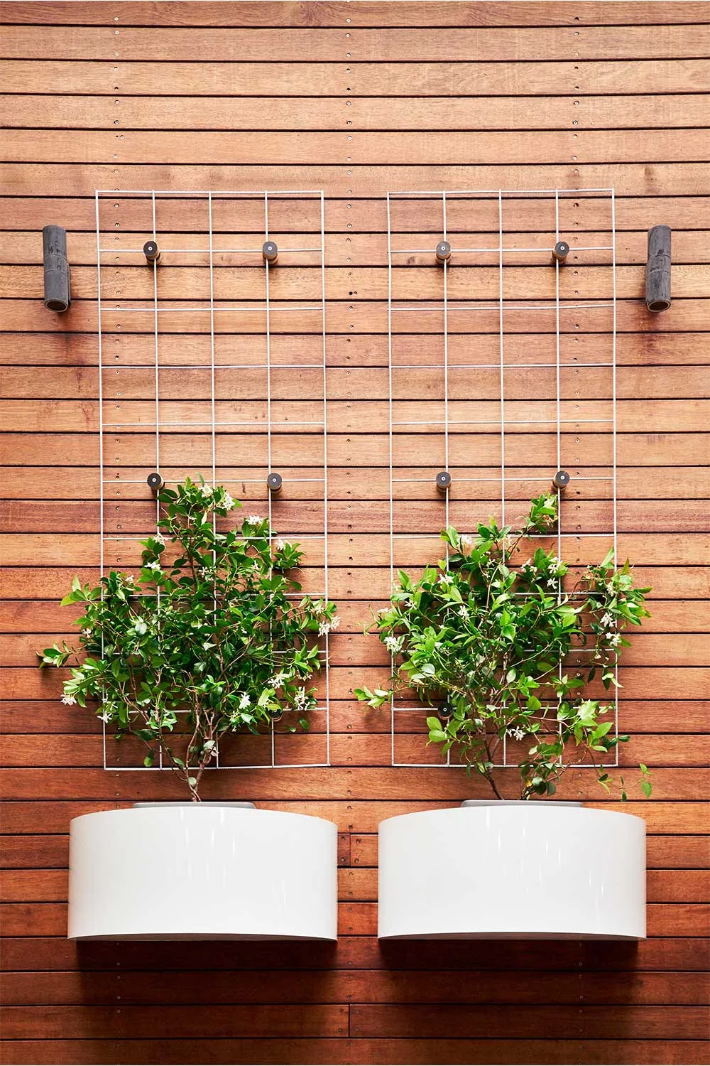How to create an affordable green wall | Better Homes & Gardens Australia