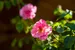 How to grow roses and care for them year round| Better Homes & Gardens ...