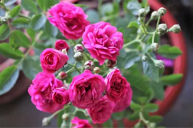 How to grow roses and care for them year round| Better Homes & Gardens ...